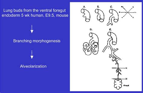 The First Steps Of Mouse Embryonic Lung Morphogenesis Whole Mount In