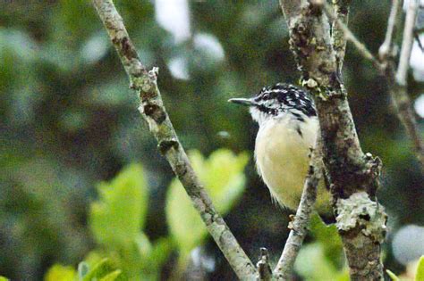 Moustached Antwren Myrmotherula Ignota Birdweather