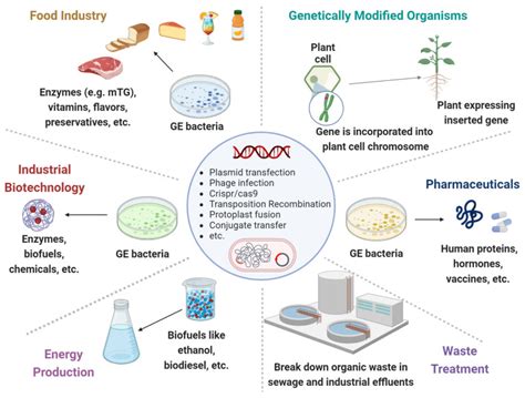The Potential Harmful Effects Of Genetically Engineered Microorganisms