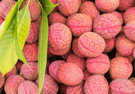 15 Types Of Lychee Fruit Lychee Varieties With Pictures