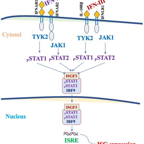 Signaling Pathways Of Type Iii Ifns Which Activate Similar