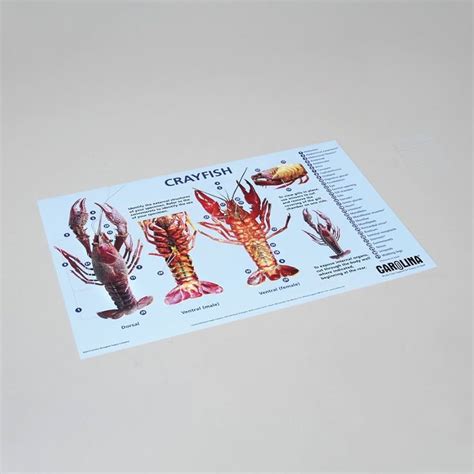 Crayfish Dissection Anatomy