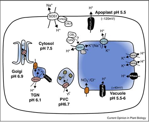 Figure 1 From The Ins And Outs Of Intracellular Ion Homeostasis Nhx