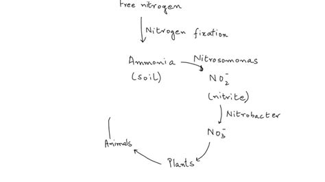 Solved 4 At The Phase Of Nitrogen Cycle Ammonia Is Converted Into