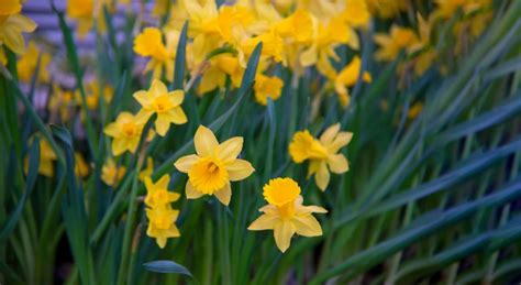 Daffodil Bulbs Varieties At Emily Armytage Blog