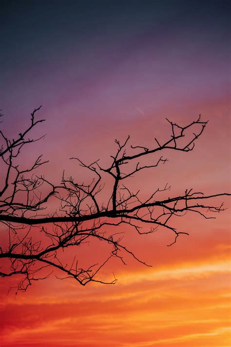 Bonsai Tree Sunset Background Photos Download The Best Free Bonsai