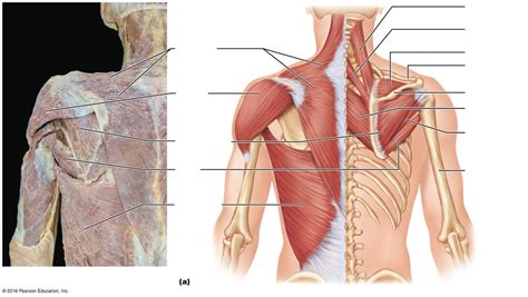 Neck And Shoulder Anatomy Pain Near The Shoulder Blade Its Probably