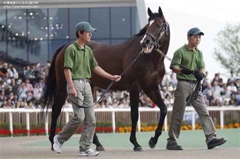 札幌競馬場でジャングルポケットがお披露目される 馬産地ニュース 競走馬のふるさと案内所