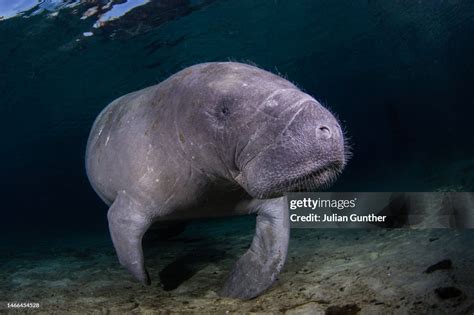 A West Indian Or Florida Manatee Swims Through A Florida River High Res