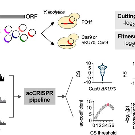 Accrispr Analysis Of Crispr Cas Screens A Growth Screens In Y Download Scientific Diagram