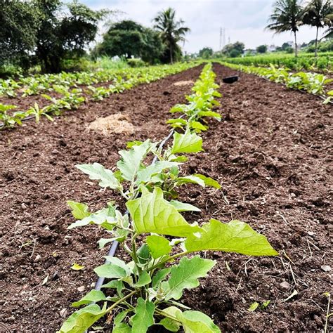 🌱do You Want To Use Helpful Microorganisms To Improve Your Crops Dr