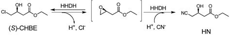Halohydrin Dehalogenase Mutant From Parvibaculum Lavamentivorans And Application Of Halohydrin