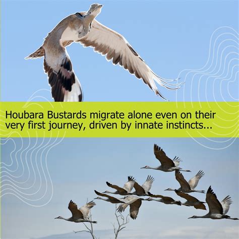 Reneco International Wildlife Consultants Ltd Abu Dhabi