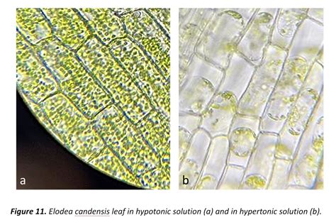 Plant Cell As Easy System To Analyse Osmosis Gbexpress