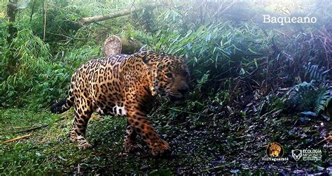 Cámaras Trampas Detectan Un Nuevo Yaguareté En El Parque Provincial