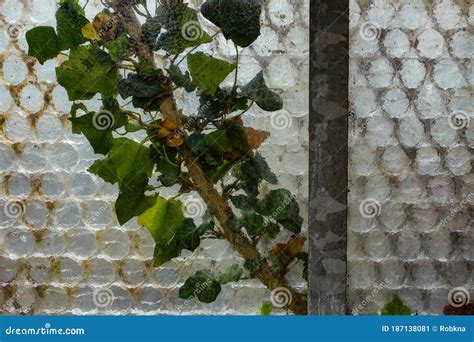 Ivy Growing Behind A Plastic Bubble Wrap Stock Image Image Of Bubble