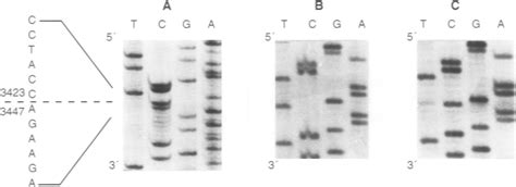 Sequence Analysis Of Two Independent Plasmid Dones Containing An