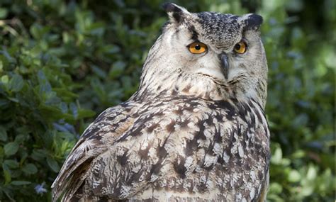 Eurasian Eagle Owl Size