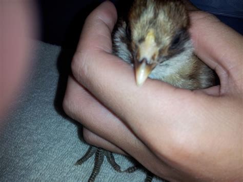 Help Sexing This Easter Egger Backyard Chickens Learn How To Raise Chickens