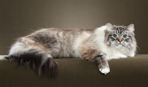 Siberian Forest Cat Size