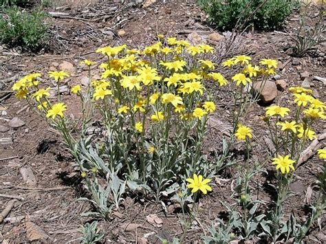 Arnica Chamissonis Alchetron The Free Social Encyclopedia