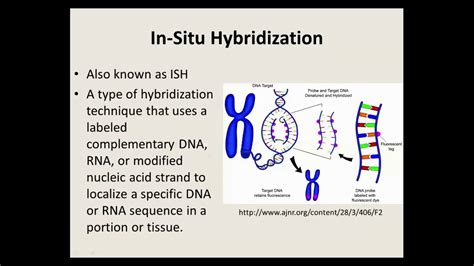 Learn It In A Minute In Situ Hybridization Youtube