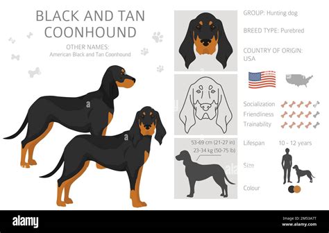 Black And Tan Coonhound Clipart Different Coat Colors And Poses Set