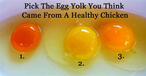 What Color Egg Yolk Is Healthy Foodly Magazine 1 Food