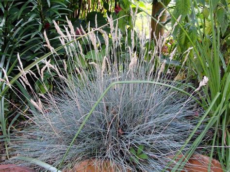 Aztec Grass How To Plant And Care For Aztec Lilly Gardendi