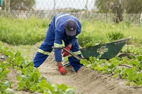 5 Tips For Starting Your Own Vegetable Patch In Australia The Swag Au