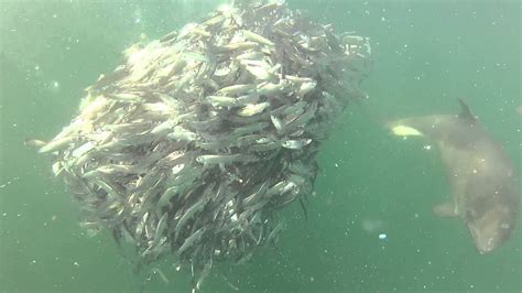 Porpoise Feeding On Bait Ball Of Herring Youtube