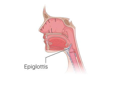 Structure And Function Of Parts Of The Breathing System Studyclix