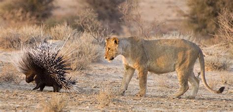 Porcupine Vs Lion