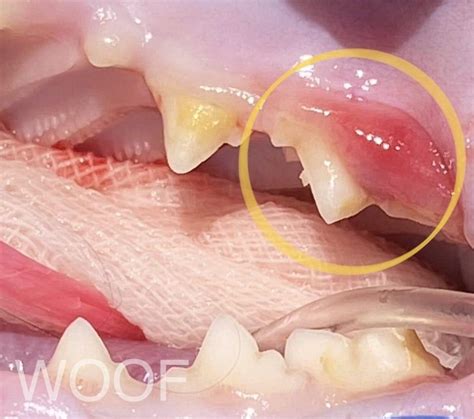 貓幼年型增生性齒齦炎 Juvenile Feline Hyperplastic Gingivitis 五福動物醫院 Woofvet