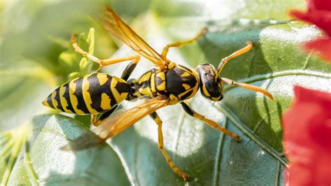15 Types Of Wasps And How To Spot Them Angi