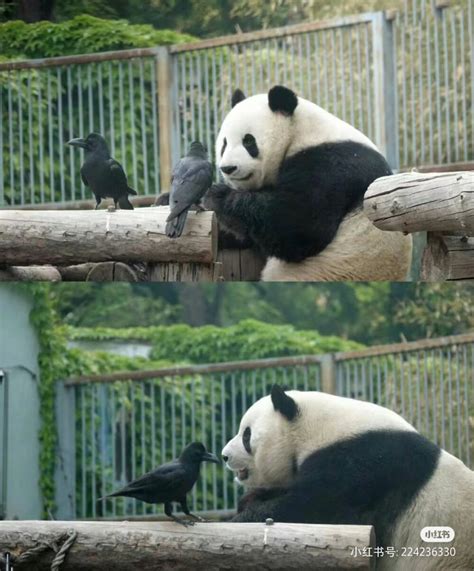 萌兰 高清图片，堆糖，美图壁纸兴趣社区