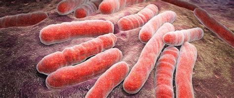 Vaccinating Animals In The Wild To Combat Tb Infectious Diseases