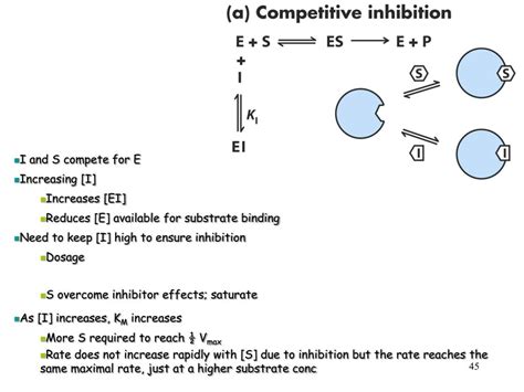 Ppt Km Vmax Kcat Powerpoint Presentation Free Download Id3206146