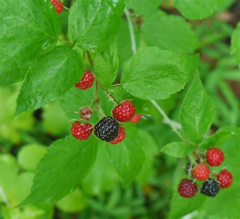 Black Raspberry Identify That Plant