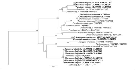 Phylogenetic Concatenated Tree From Maximum Likelihood Based On Ssu