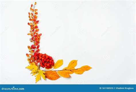The Border Is Made Of Multi Colored Maple Leaves Aronia Spirea And
