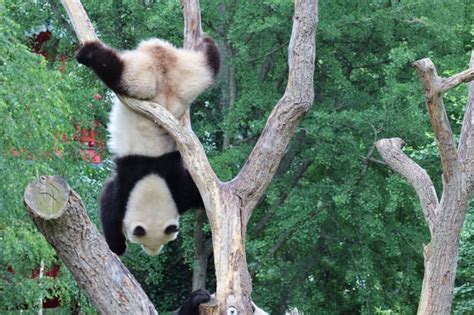 Psbattle This Panda Falling Down Rphotoshopbattles