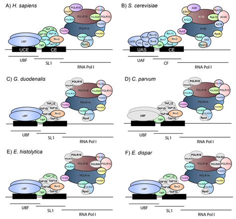 Schematic Representation Of The Rrna Transcription Machinery In Homo