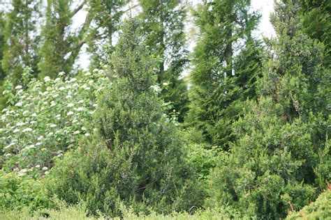 Juniperus Gin Fizz® Pleasant View Gardens