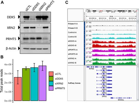 Genome Wide R Loop Analysis Defines Unique Roles For Ddx5 Xrn2 And Prmt5 In Dna Rna Hybrid