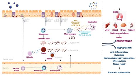 Host Inflammatory Response In Viral Lower Respiratory Tract Infections