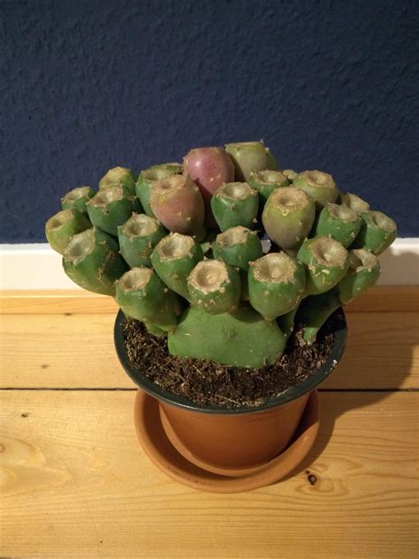 Who Dat Boy Rwhatsthisplant