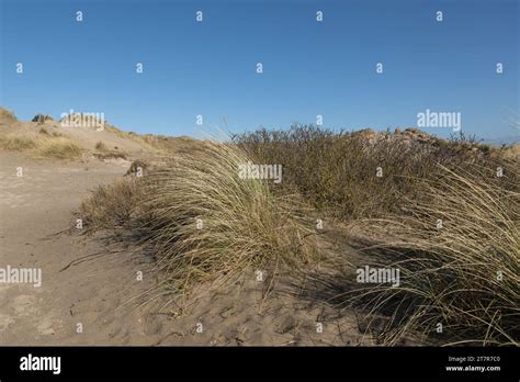 Marram Grass Ammophila Arenaria In Front Of A Dune Landscape In The