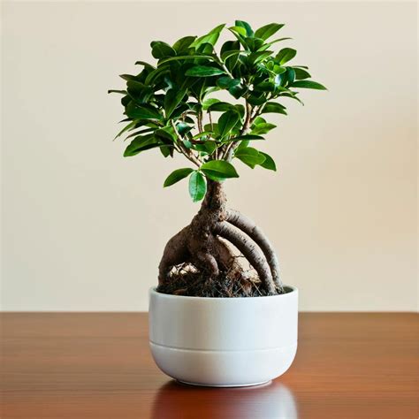 Banyan Tree Bonsai Care
