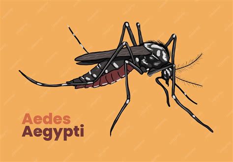 Premium Vector Illustration Of Aedes Aegypti Mosquito